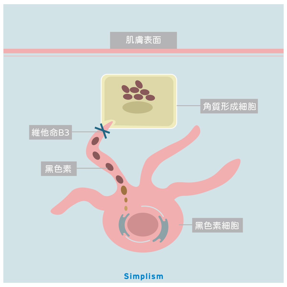 菸鹼醯胺(維他命B3/維生素B3衍生物/Niacinamide)的多種保養功效 - Simplism簡單保養